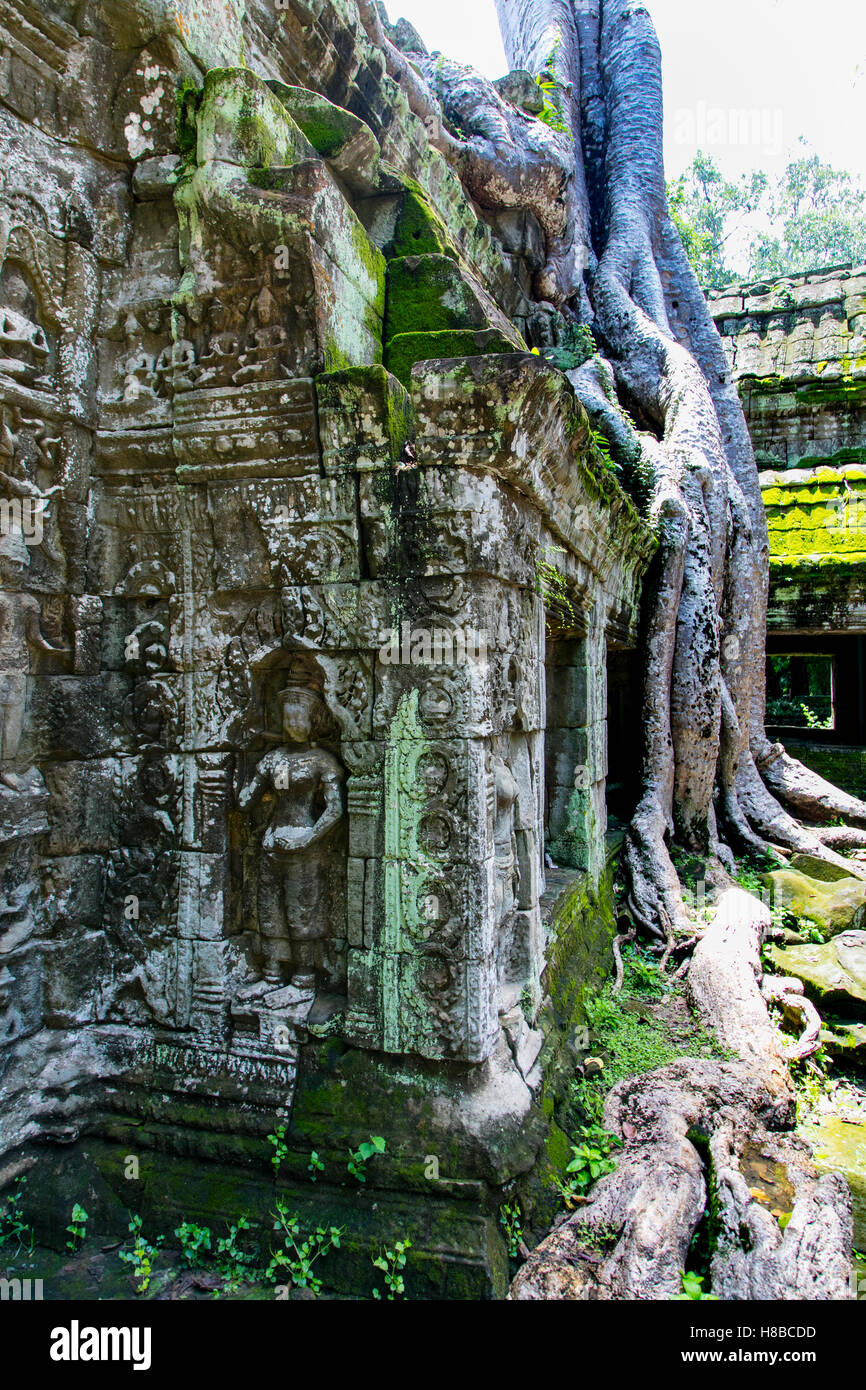 Ta Prohm, Angkor, Cambodia Stock Photo - Alamy
