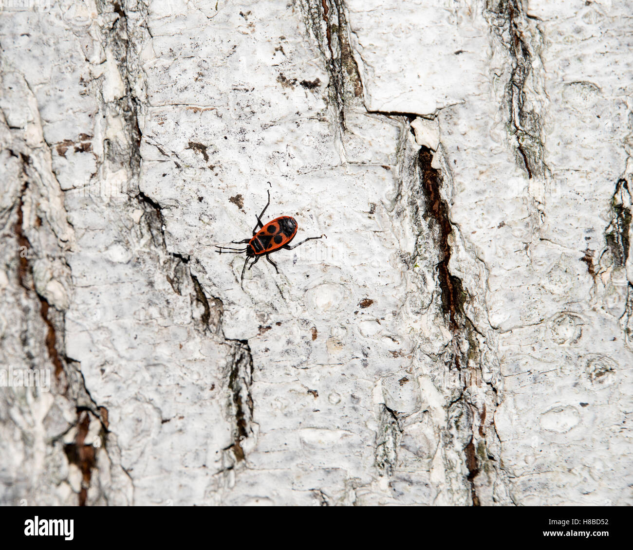 Black soldier beetle and red hi-res stock photography and images - Alamy