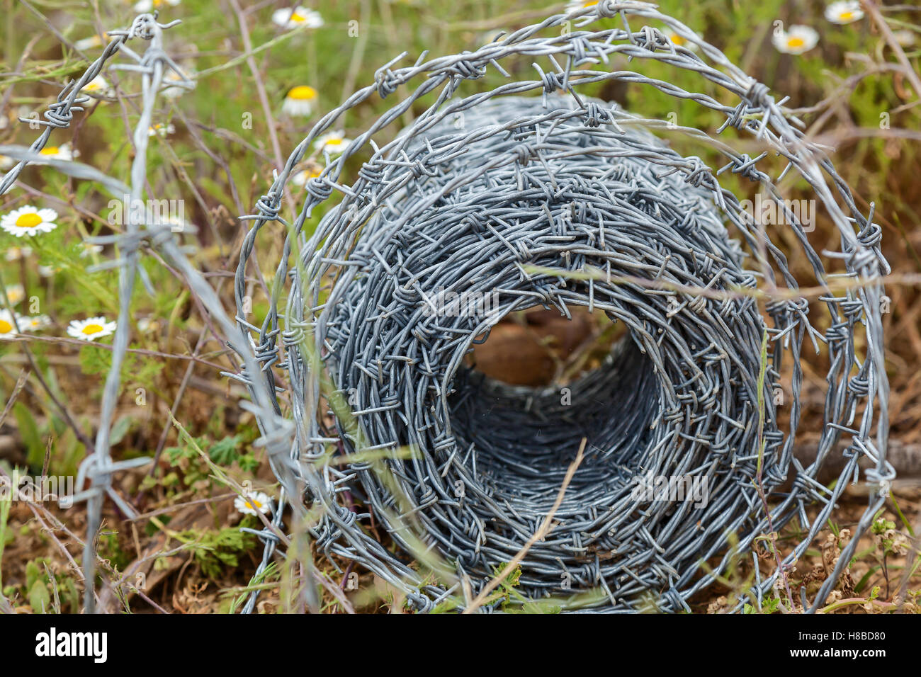 A roll of barbed wire lying in the grass,Barbed wire roll Stock Photo ...