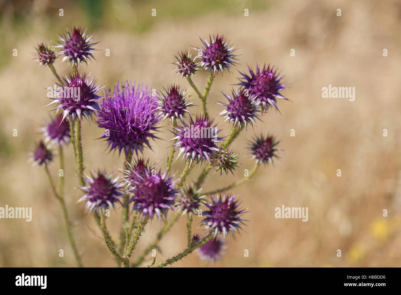 Purple holy thistle flower,Holy thistle flower,Holy thistle, flower ...