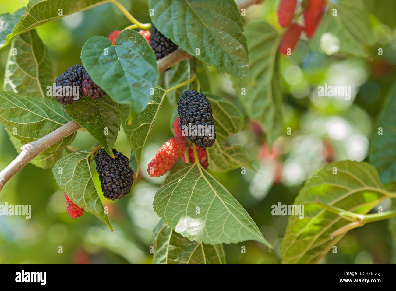 Mulberry fruits on the branch,Turkey, Alanya, vacation, holiday, travel ...