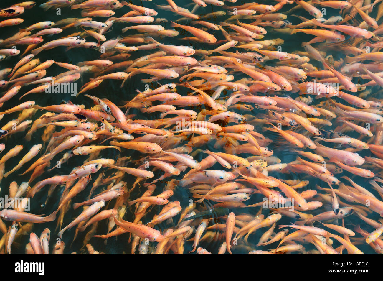 school of fish in the water Stock Photo - Alamy