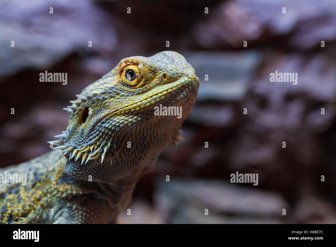 Australian Bearded Dragon Stock Photo - Alamy