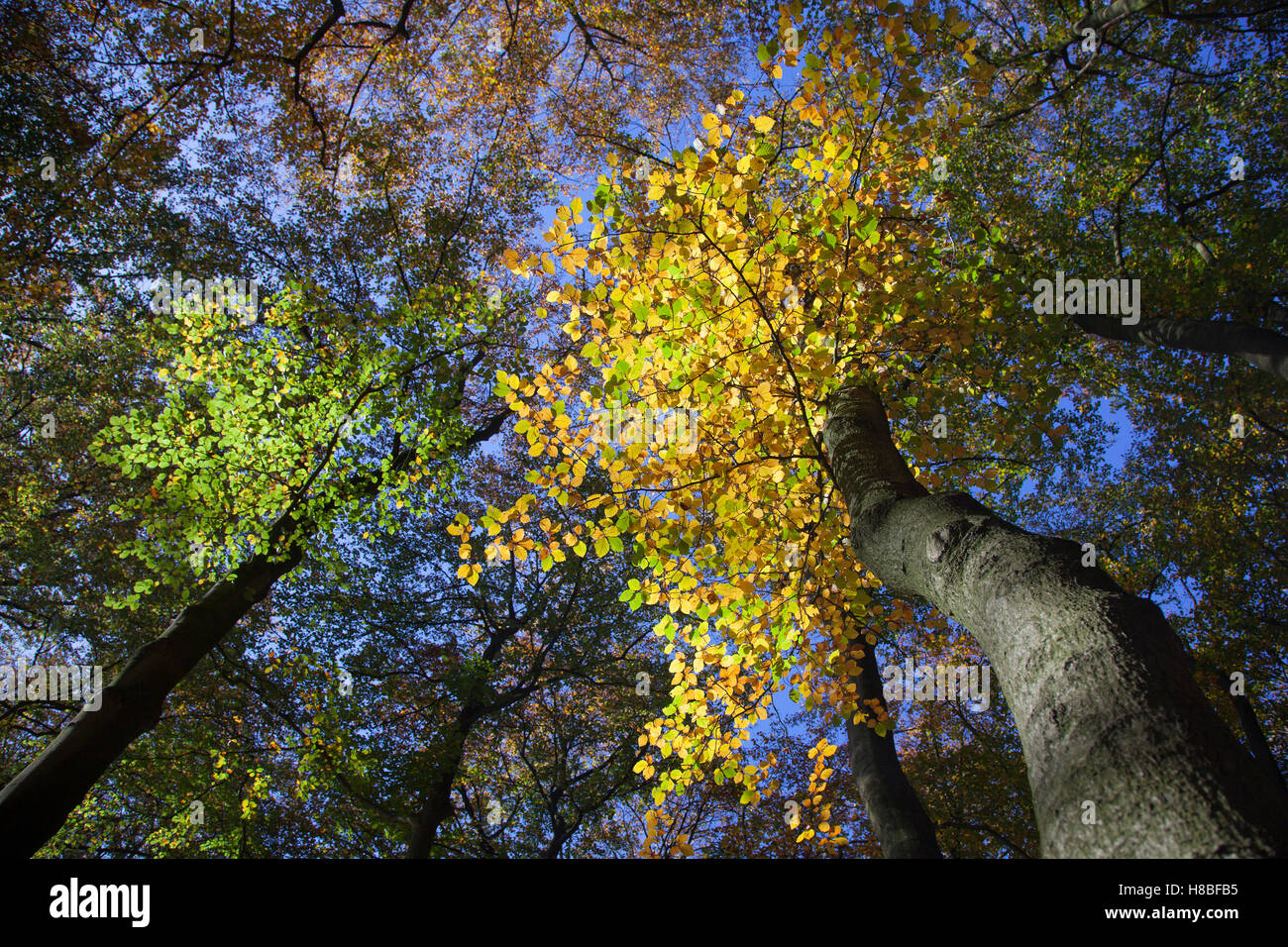 Yellow beech hi-res stock photography and images - Alamy