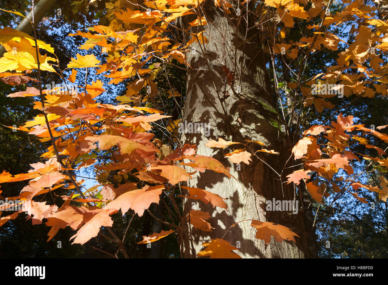 Shadows of leaves on tree trunk hi-res stock photography and images - Alamy