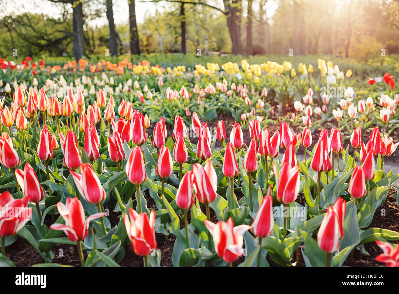Tulip flowers field sunset hi-res stock photography and images - Alamy