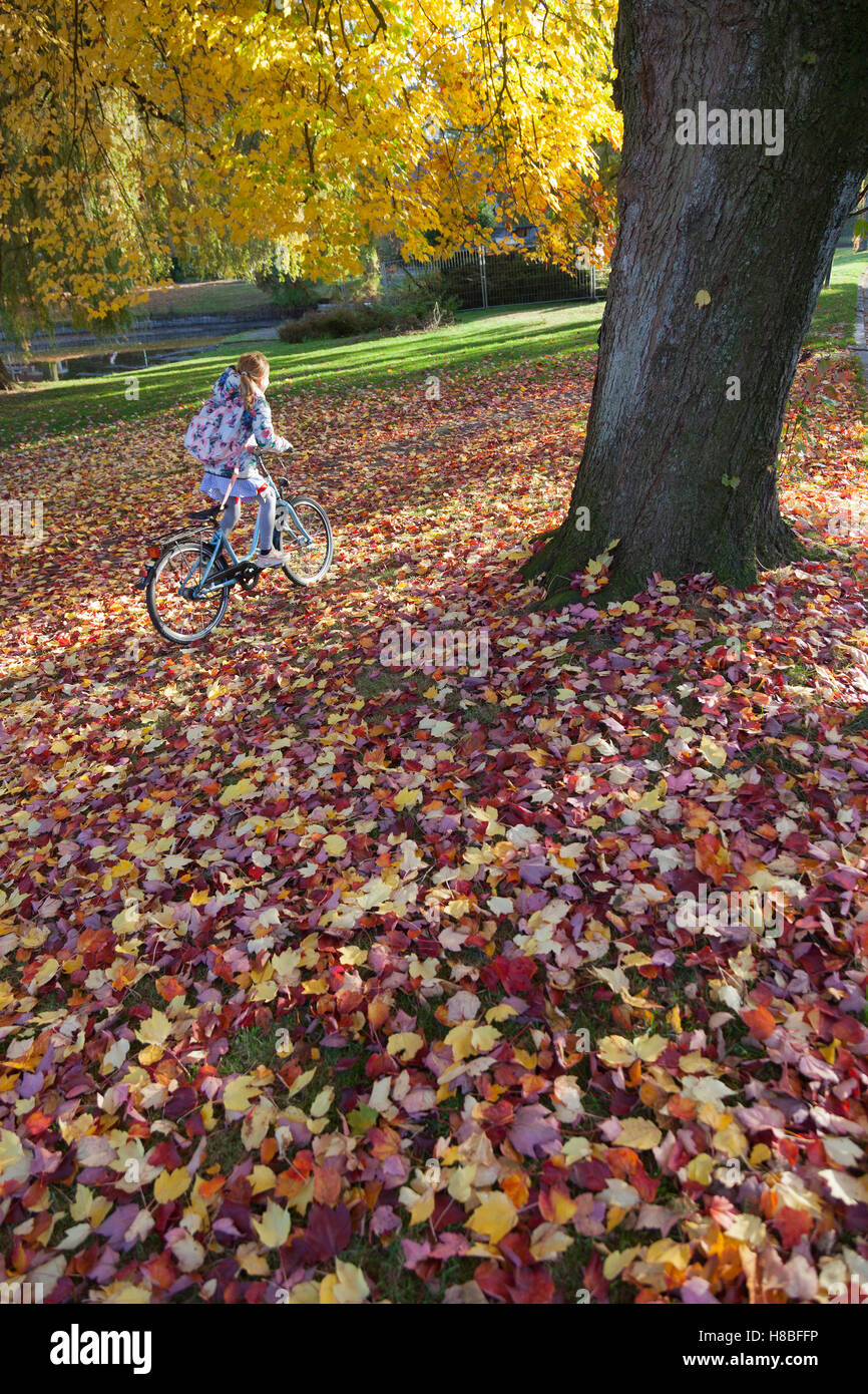 dutch park with girl on bike in colorfull autumnal maple leaves in the ...