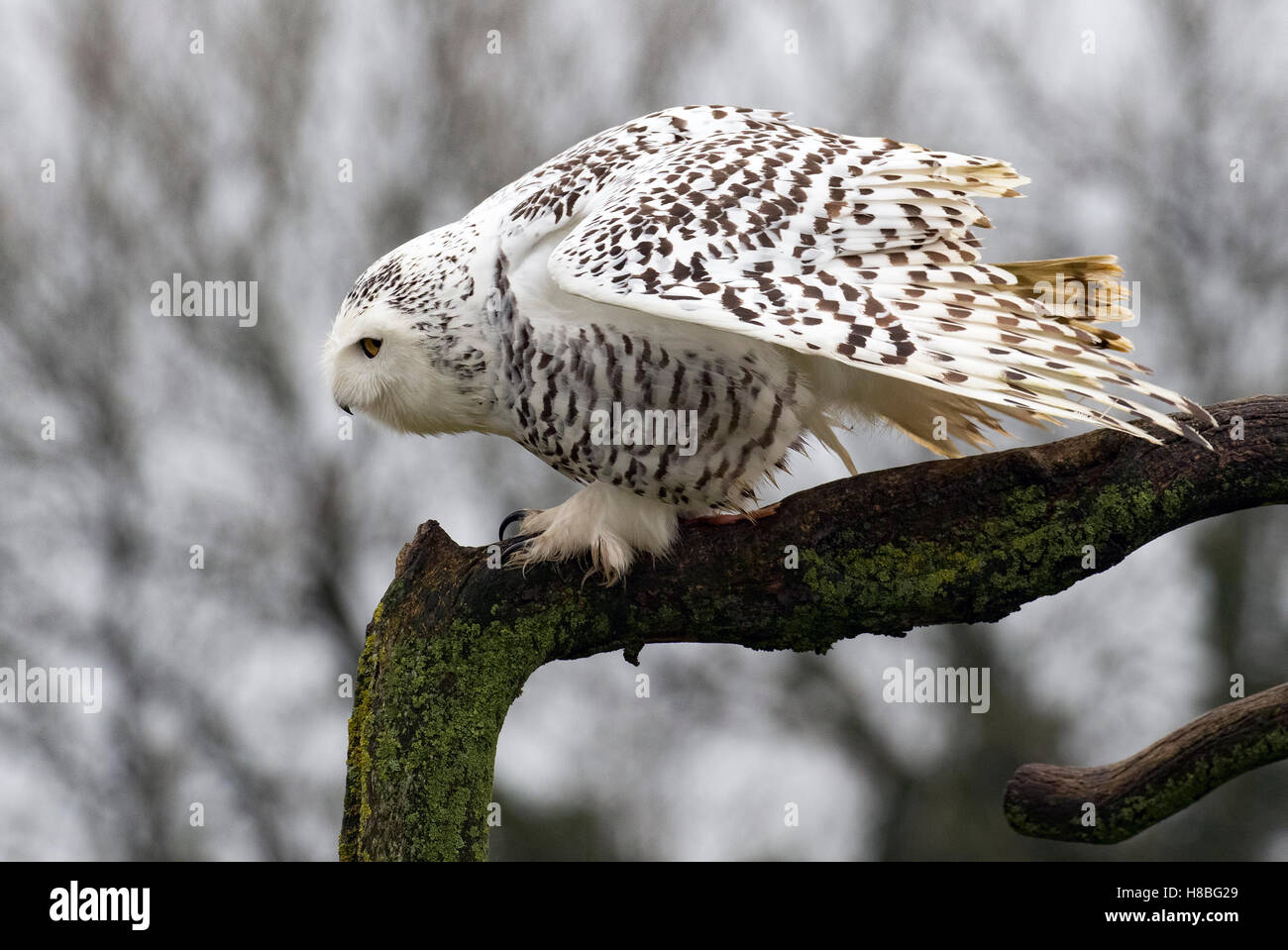 Snow owl talons hi-res stock photography and images - Alamy