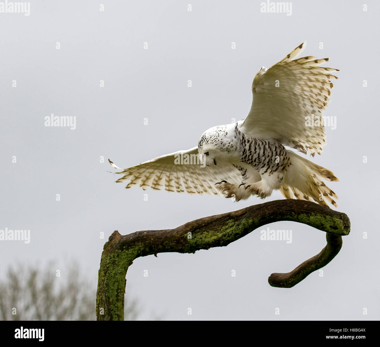 Owl mouse talons night hi-res stock photography and images - Alamy