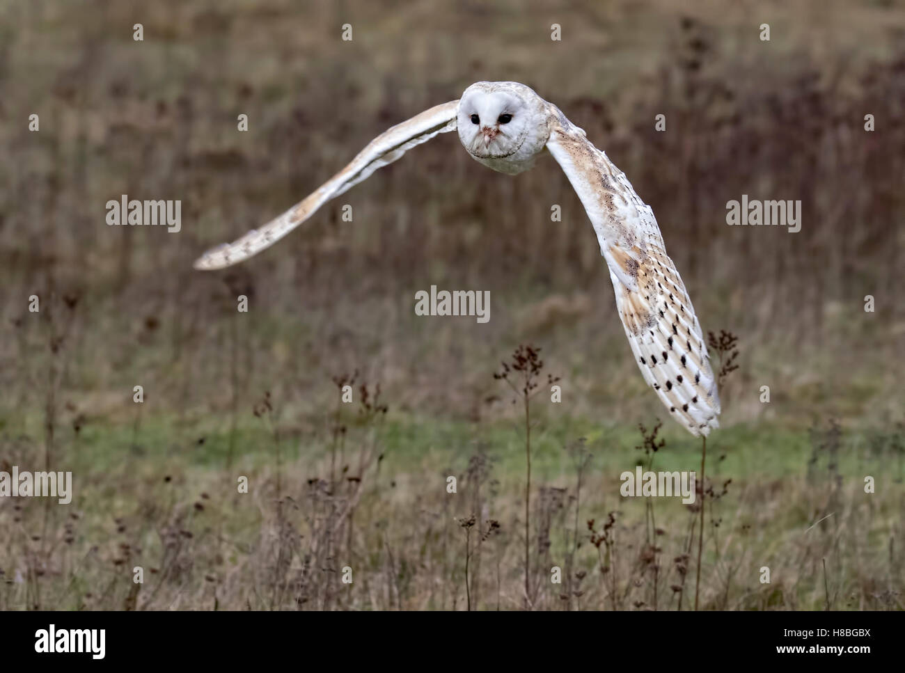 Barn owl dive hi-res stock photography and images - Alamy