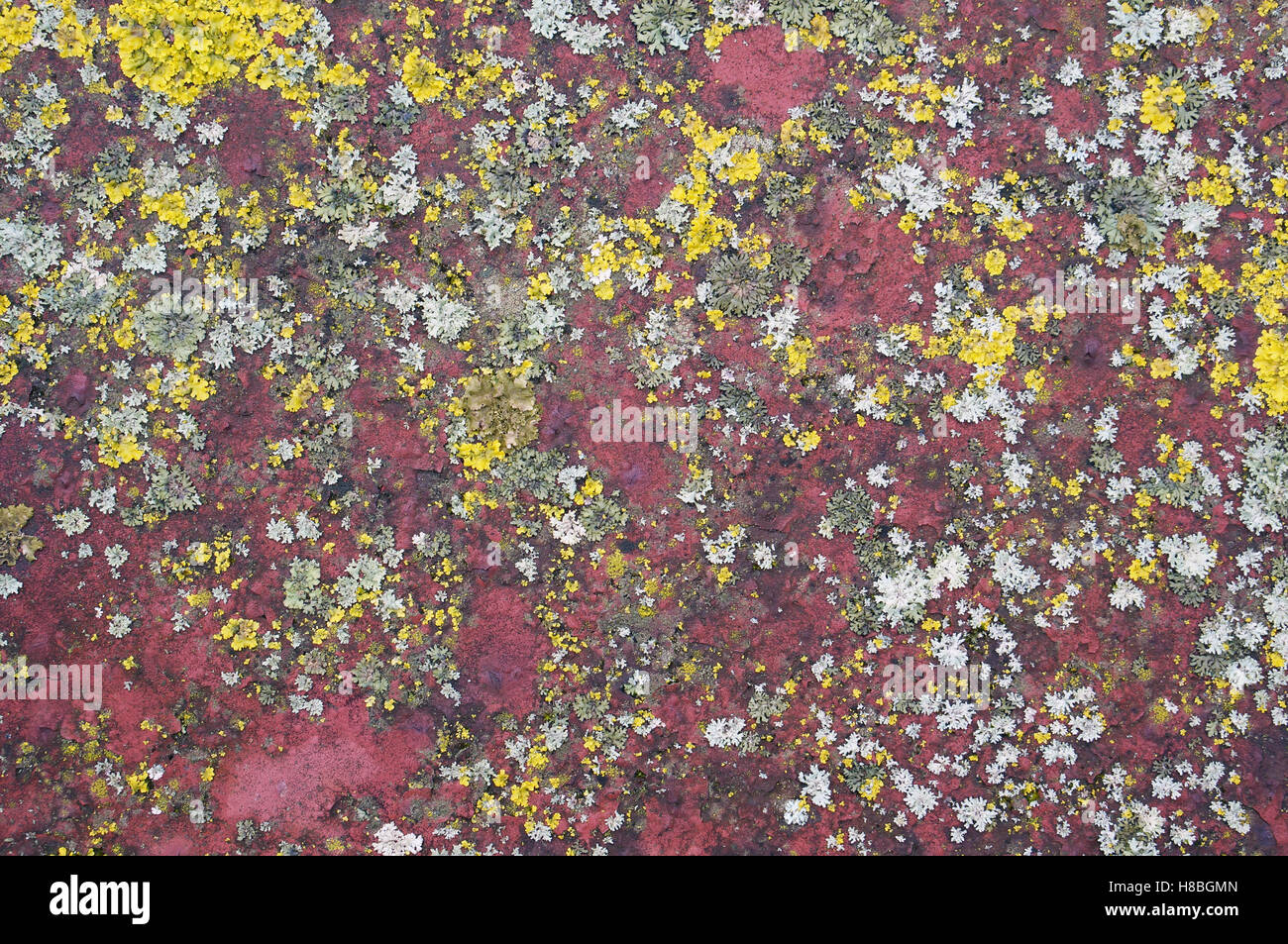 Spots of a yellow blue and gray lichen on a rusty metal surface ...