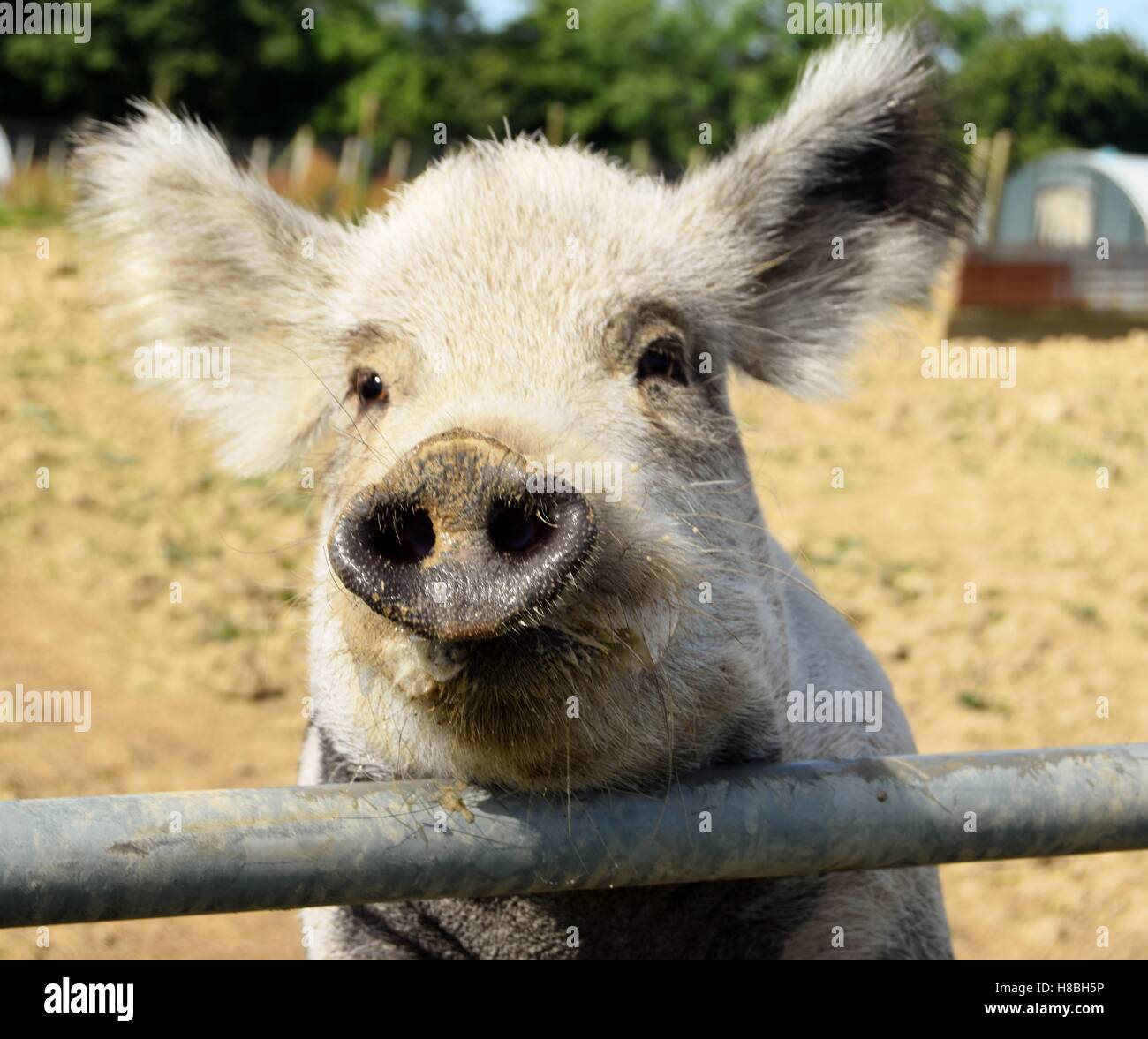 Wendy the pig saying hello Stock Photo - Alamy