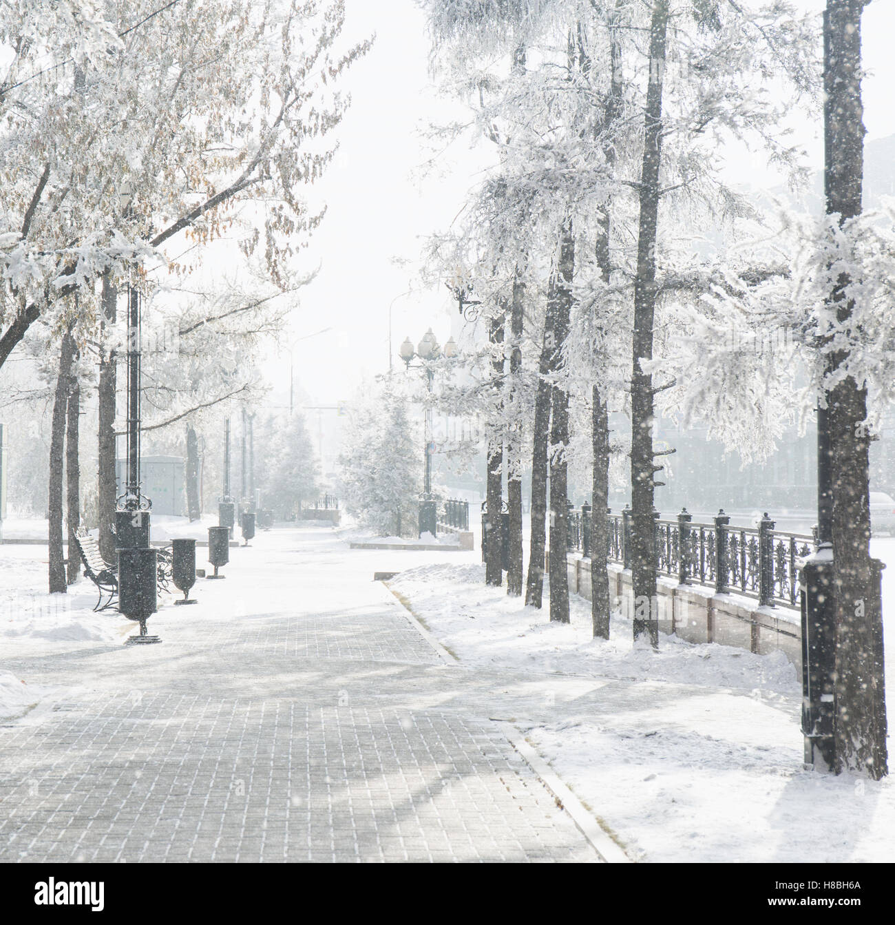 Winter scenery, frosty trees in a city park Stock Photo - Alamy
