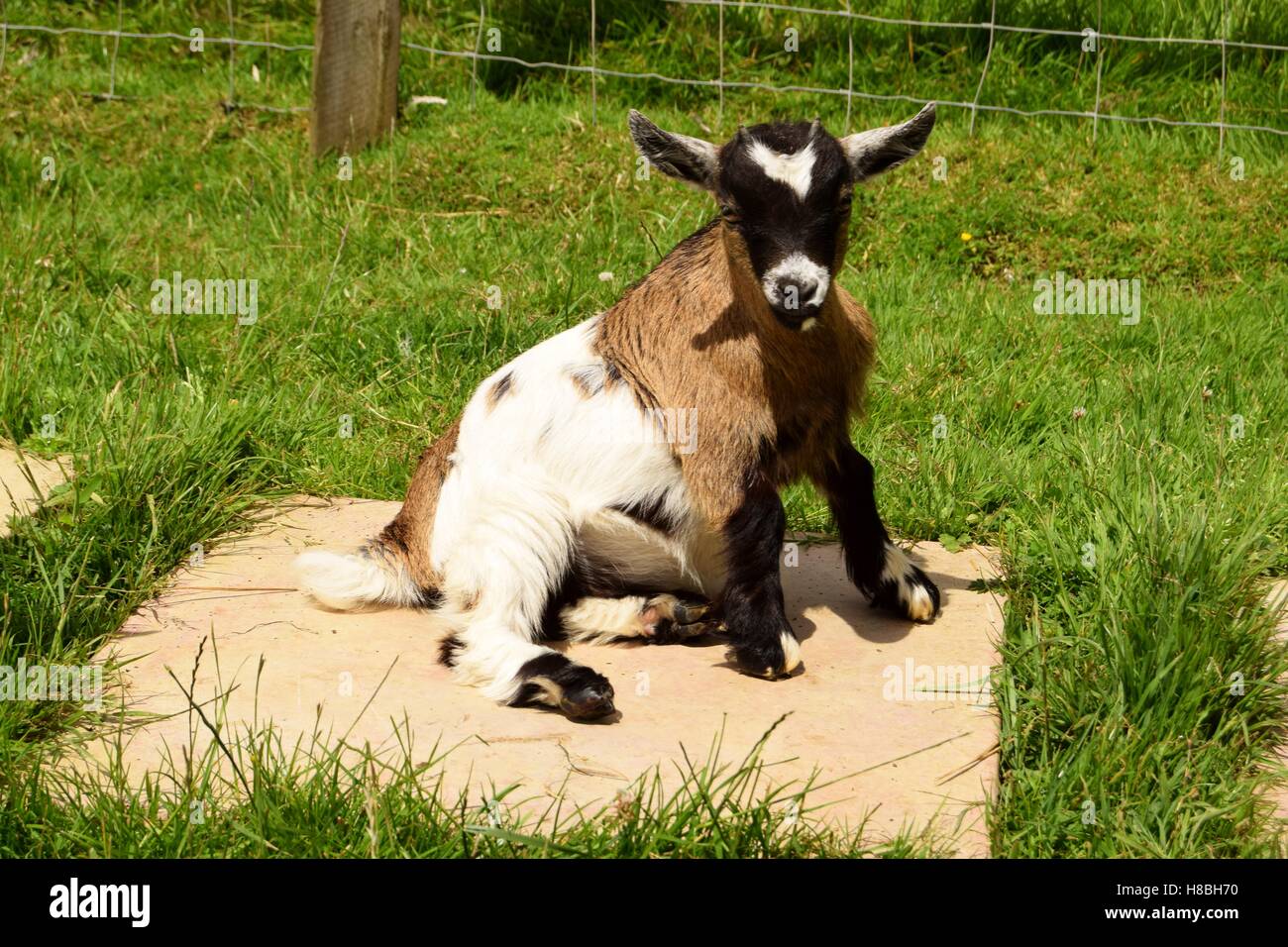 Goat in sun hi-res stock photography and images - Alamy