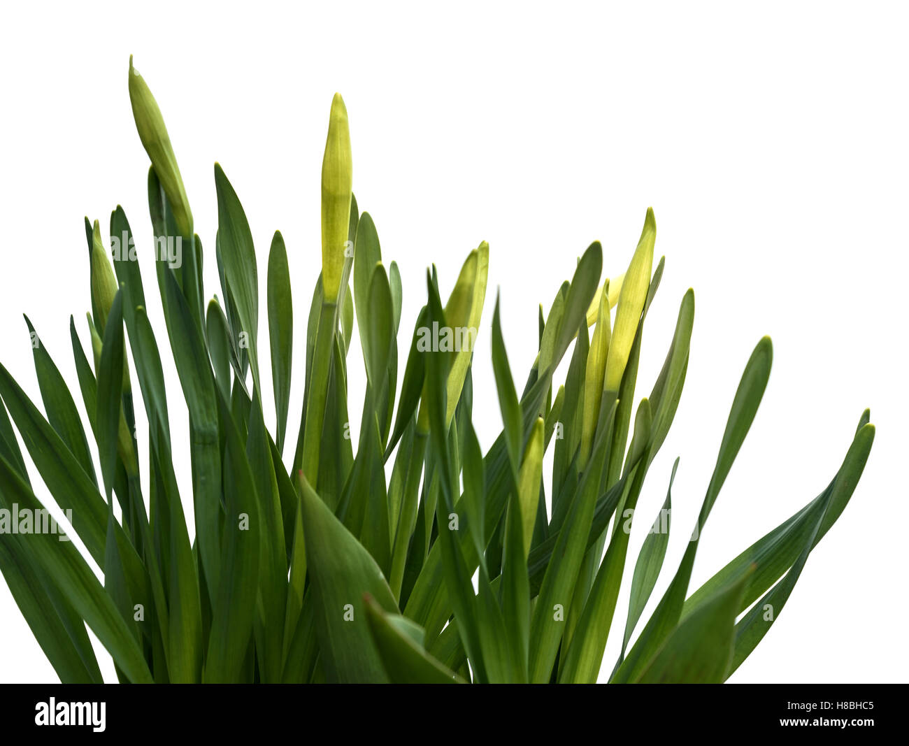 closed buds of daffodils closeup isolated on white background Stock ...