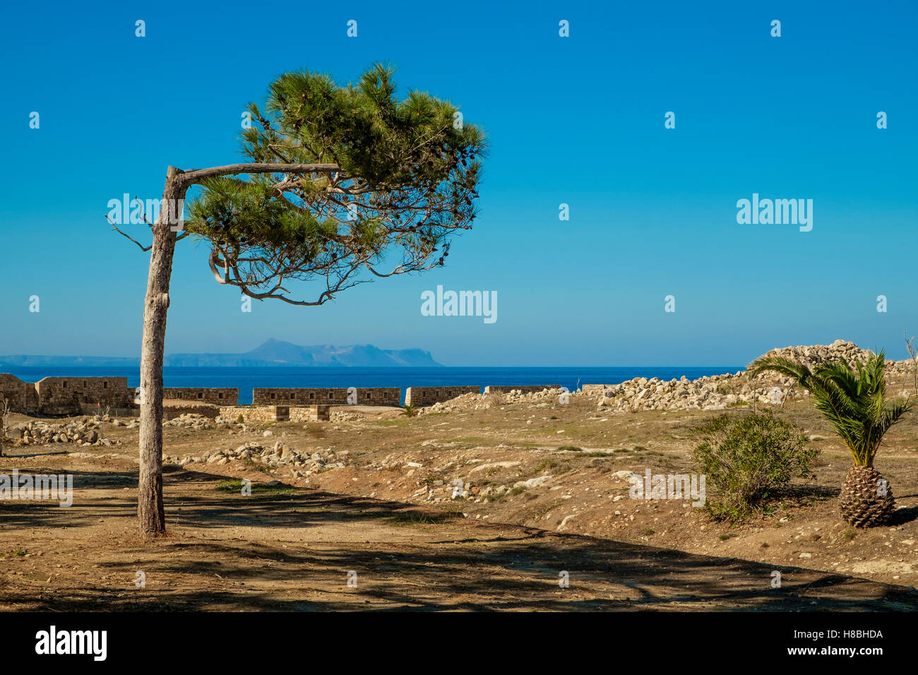 Crooked tree hi-res stock photography and images - Alamy