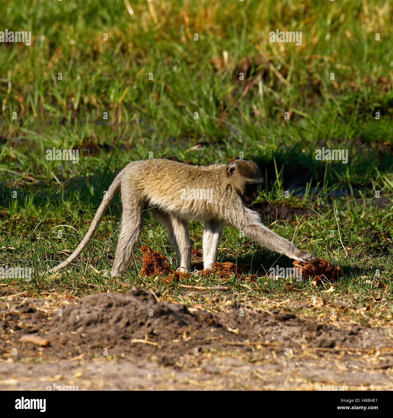 Monkey open legs hi-res stock photography and images - Alamy