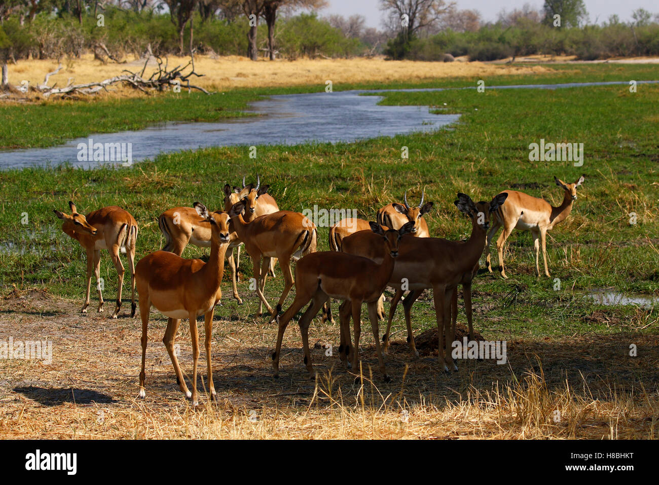 Impala, one of Africa's prettiest most dainty little antelope, roam ...
