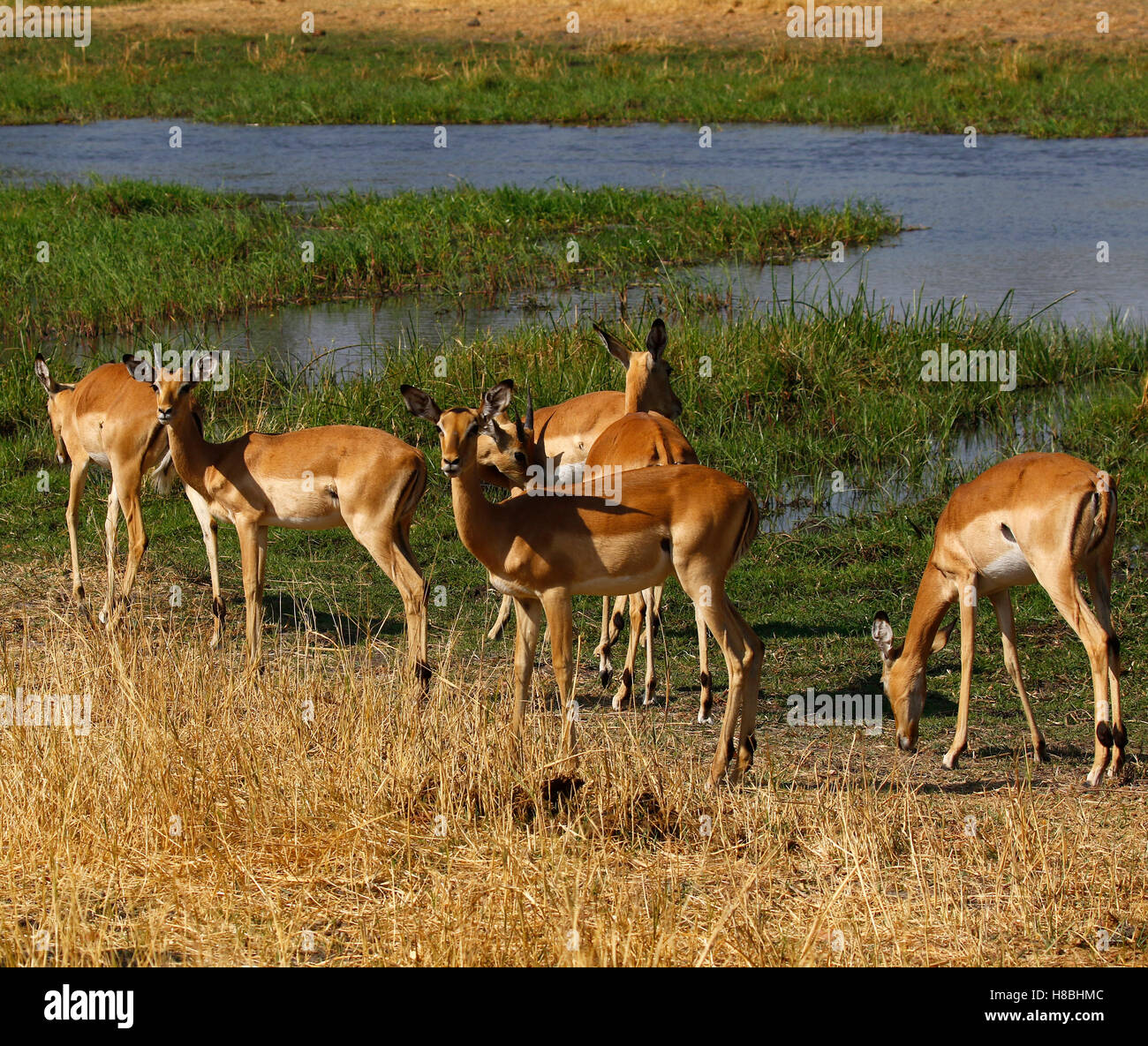 Impala, one of Africa's prettiest most dainty little antelope, roam ...
