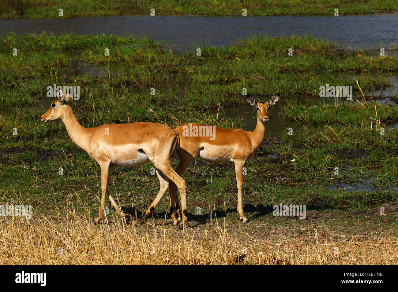 Impala, one of Africa's prettiest most dainty little antelope, roam ...