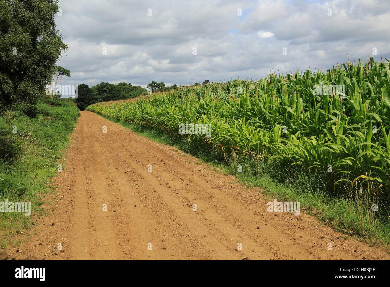Maize sweet corn, corn on the cob, growing in field, Shottisham ...