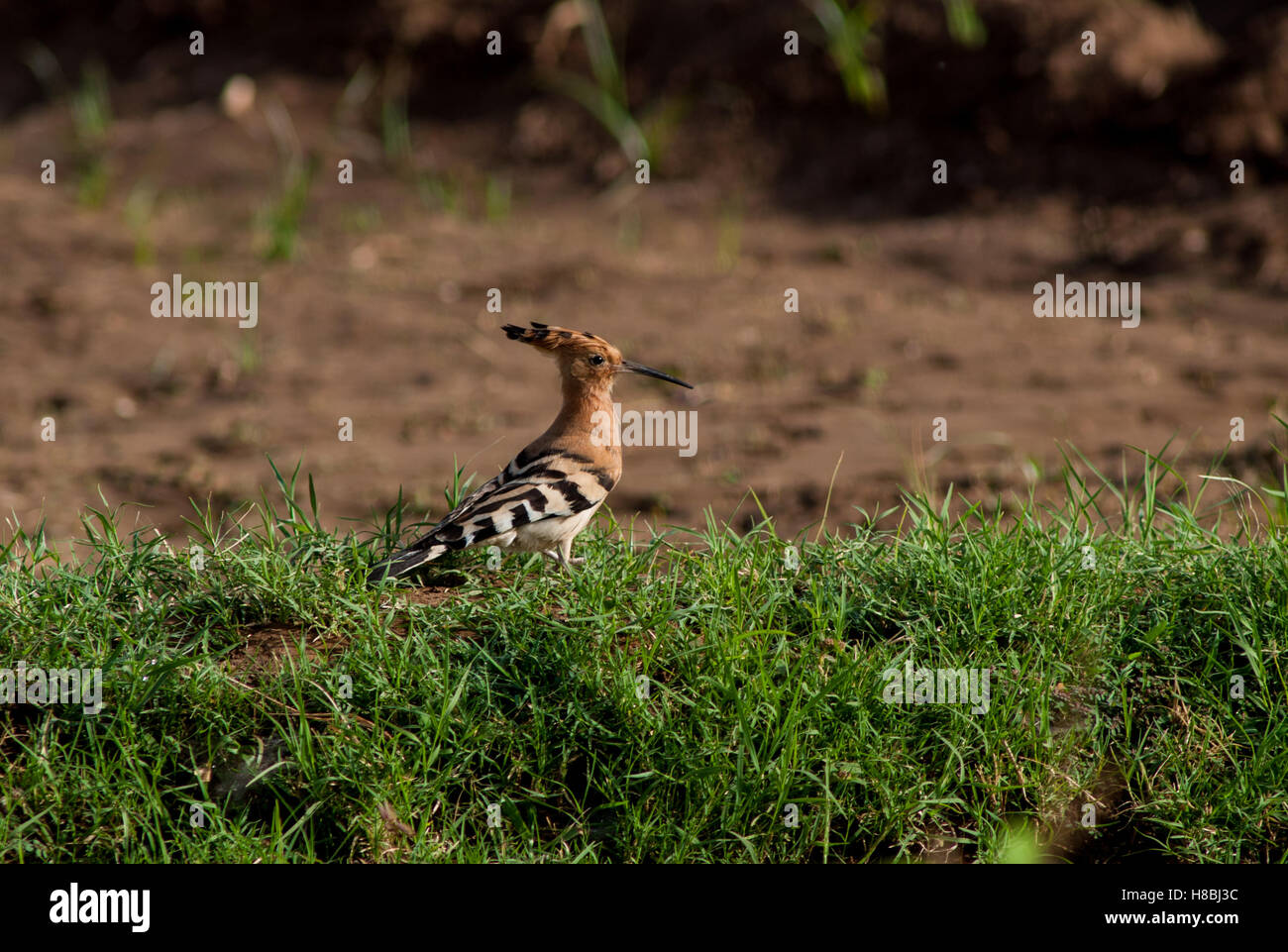 Eurasian Hoopoe, Upupa epops Stock Photo - Alamy