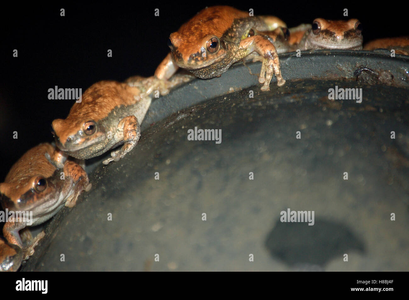 Kröten, AUS 2011, Key: toad, paddock, snapshot Stock Photo - Alamy