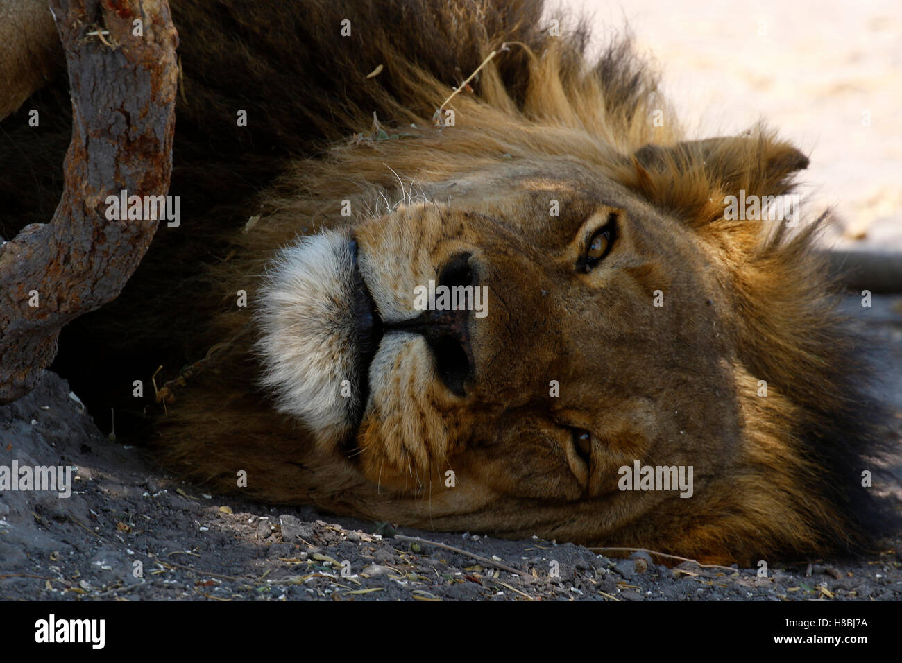 Sleepy lions in the heat of the day hardly ever move seeking shade or a ...
