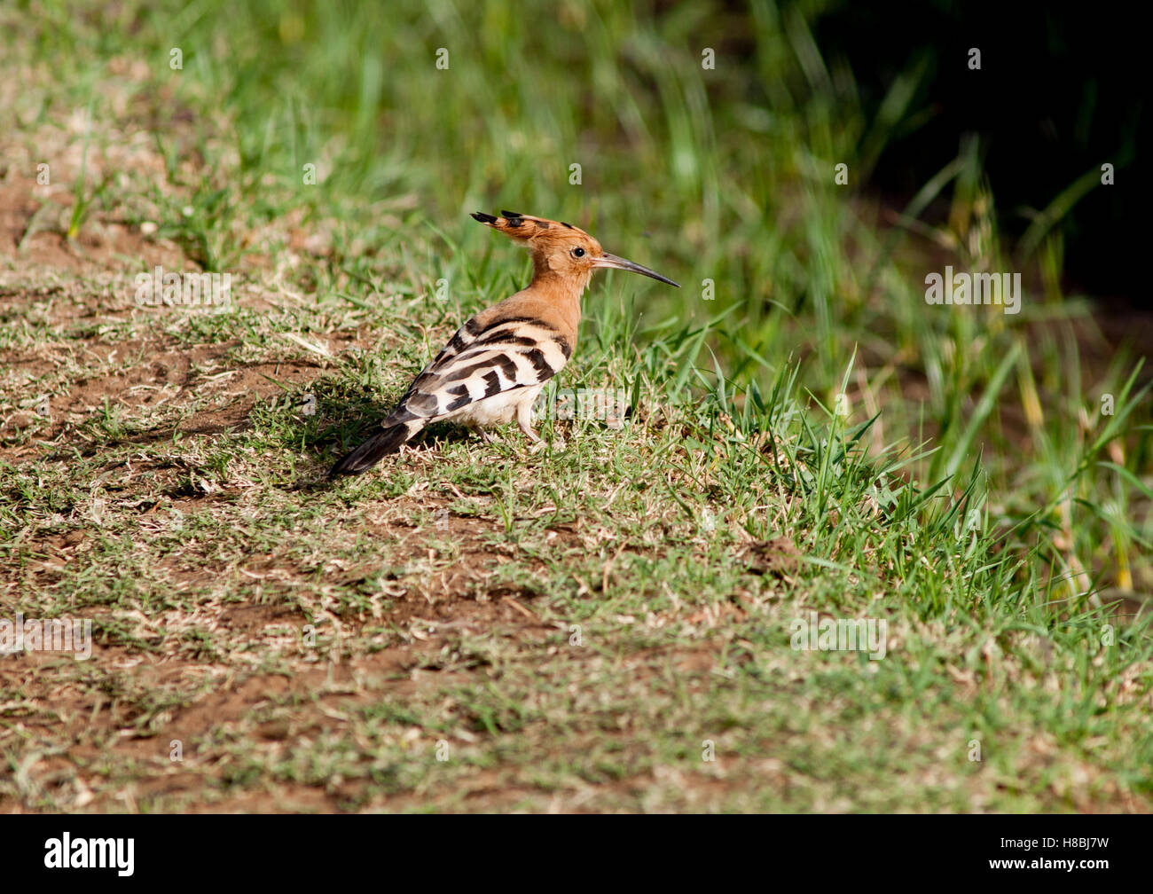 Eurasian Hoopoe, Upupa epops Stock Photo - Alamy