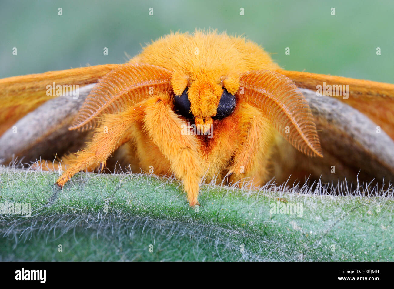 Io Moth (Automeris io), George West, Texas Stock Photo - Alamy