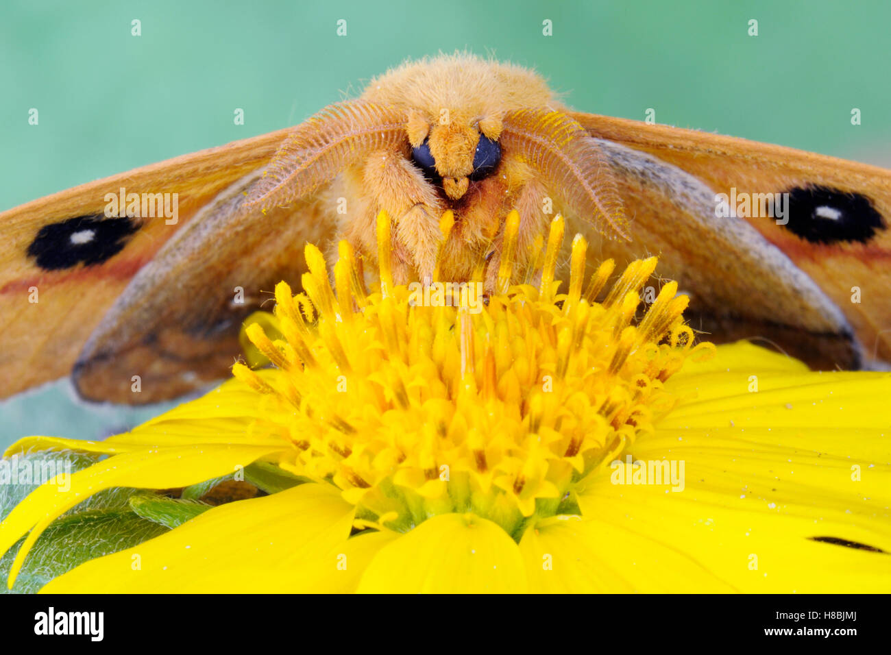 Io Moth (Automeris io) on yellow flower, George West, Texas Stock Photo ...