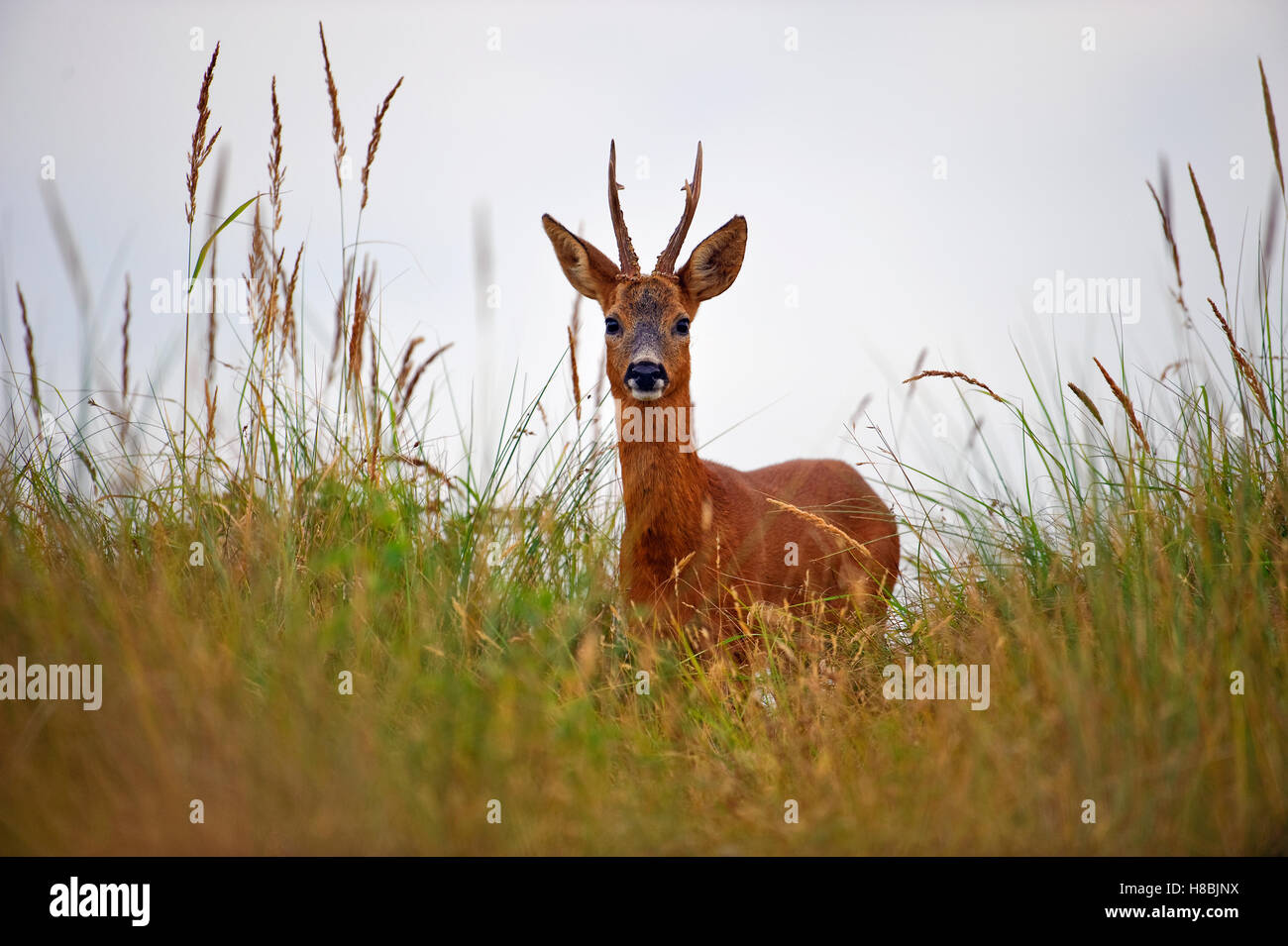 Western Roe Deer (Capreolus capreolus) buck during mating season ...