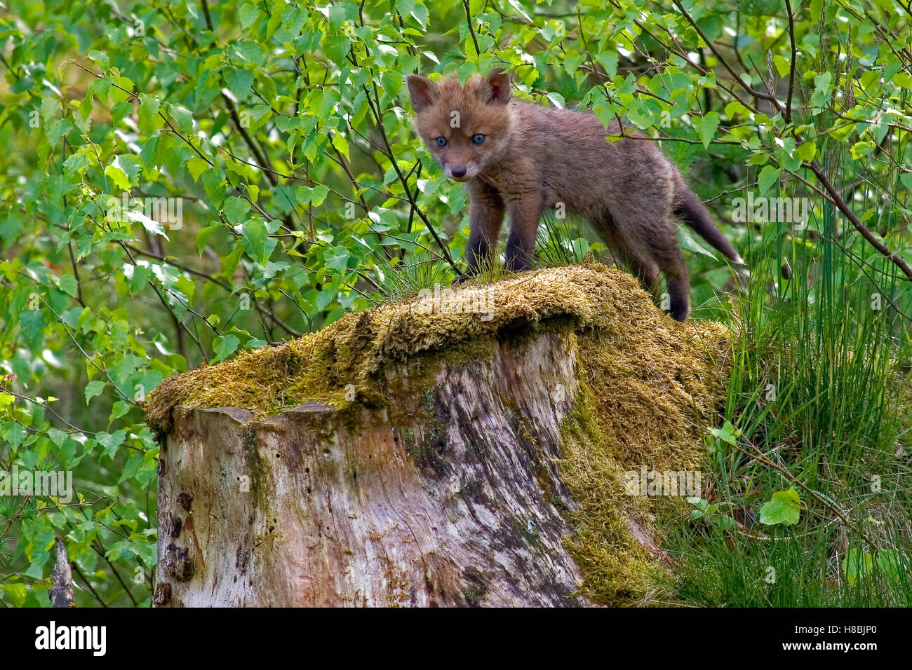 Red Fox (Vulpes vulpes) cub on a tree stump, Vierhouten, Gelderland ...