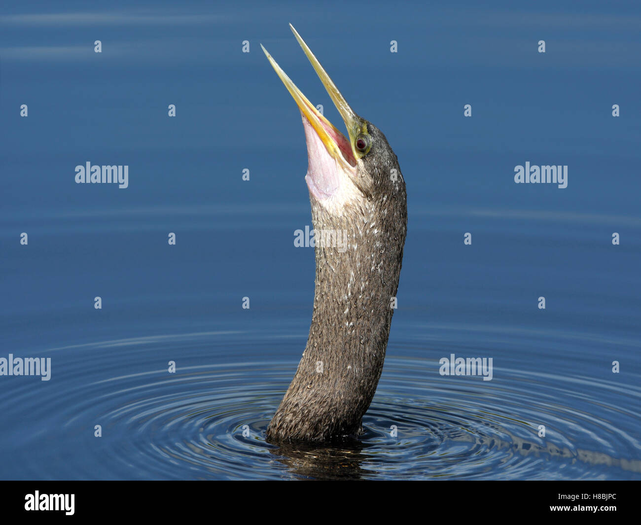 American Darter (Anhinga anhinga), Florida Stock Photo - Alamy