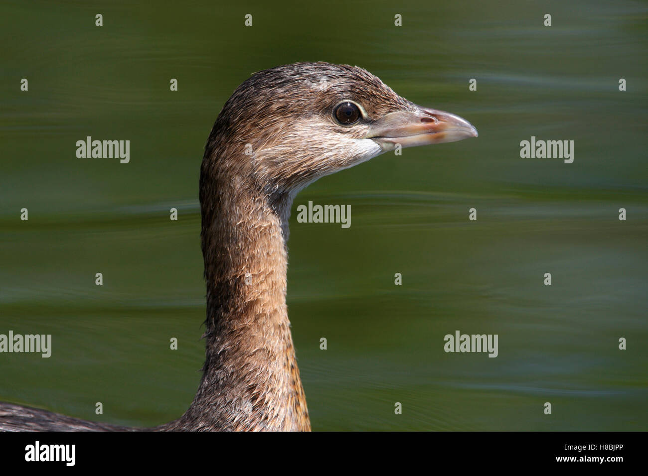 Pied-billed Grebe (Podilymbus podiceps), Florida Stock Photo - Alamy