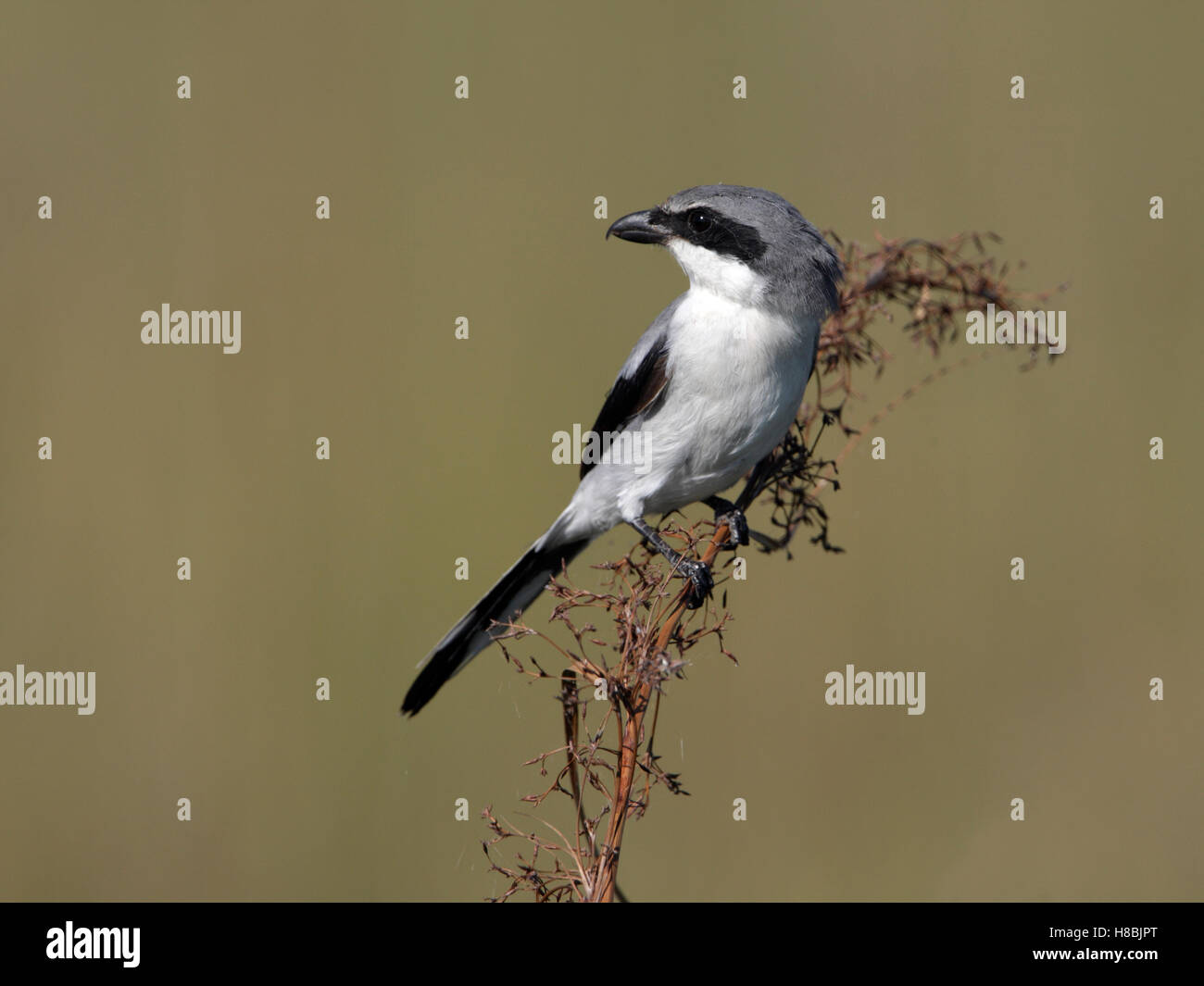 Loggerhead Shrike (Lanius ludovicianus), Florida Stock Photo - Alamy