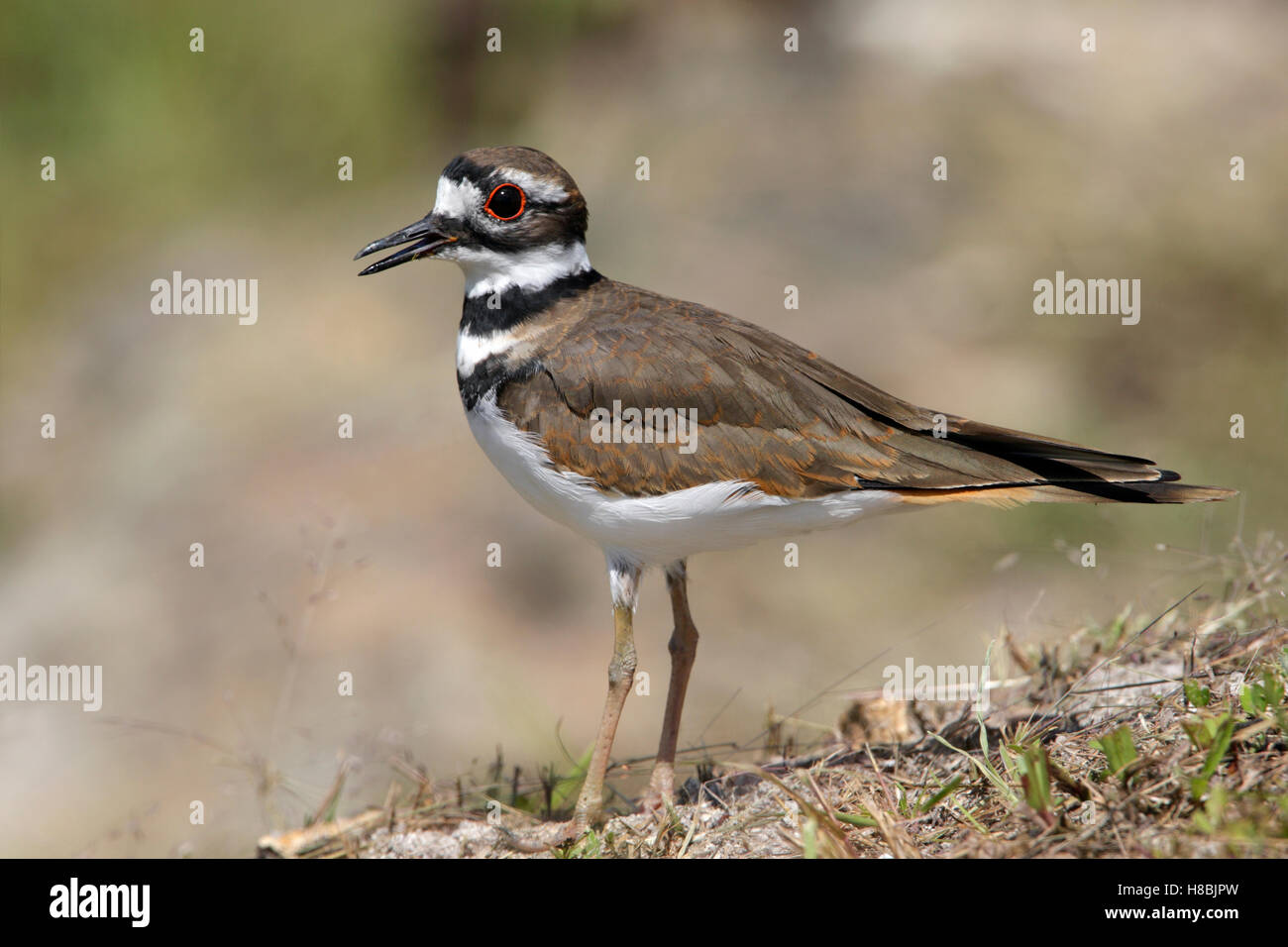 Killdeer (Charadrius vociferus) calling, Florida Stock Photo - Alamy