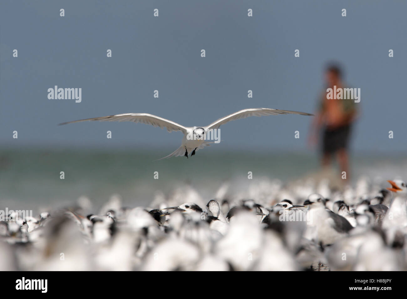 Sandwich Tern (Thalasseus sandvicensis) flying over colony, Florida ...
