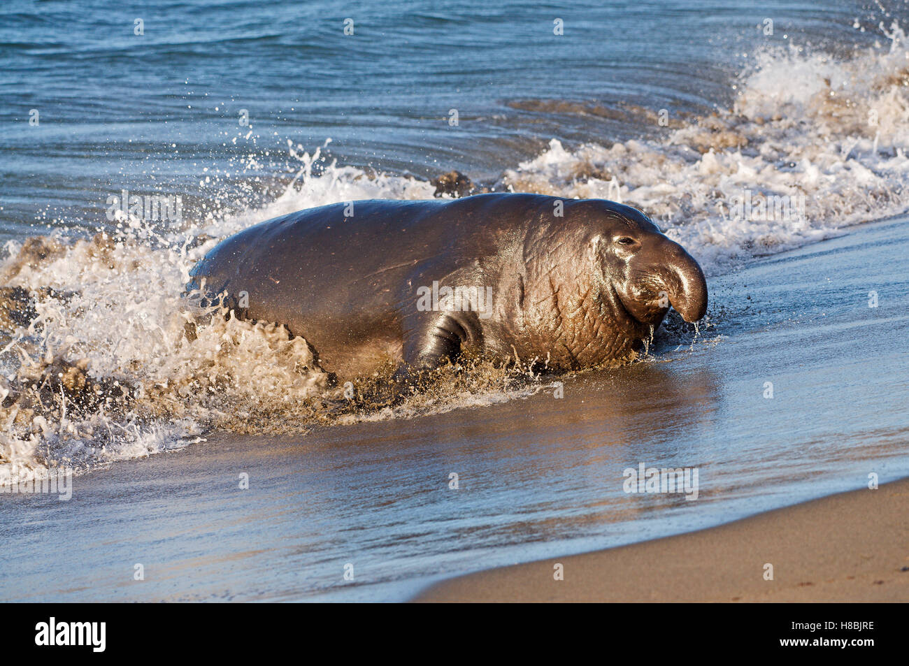 Northern Elephant Seal (Mirounga angustirostris) bull on beach, San ...