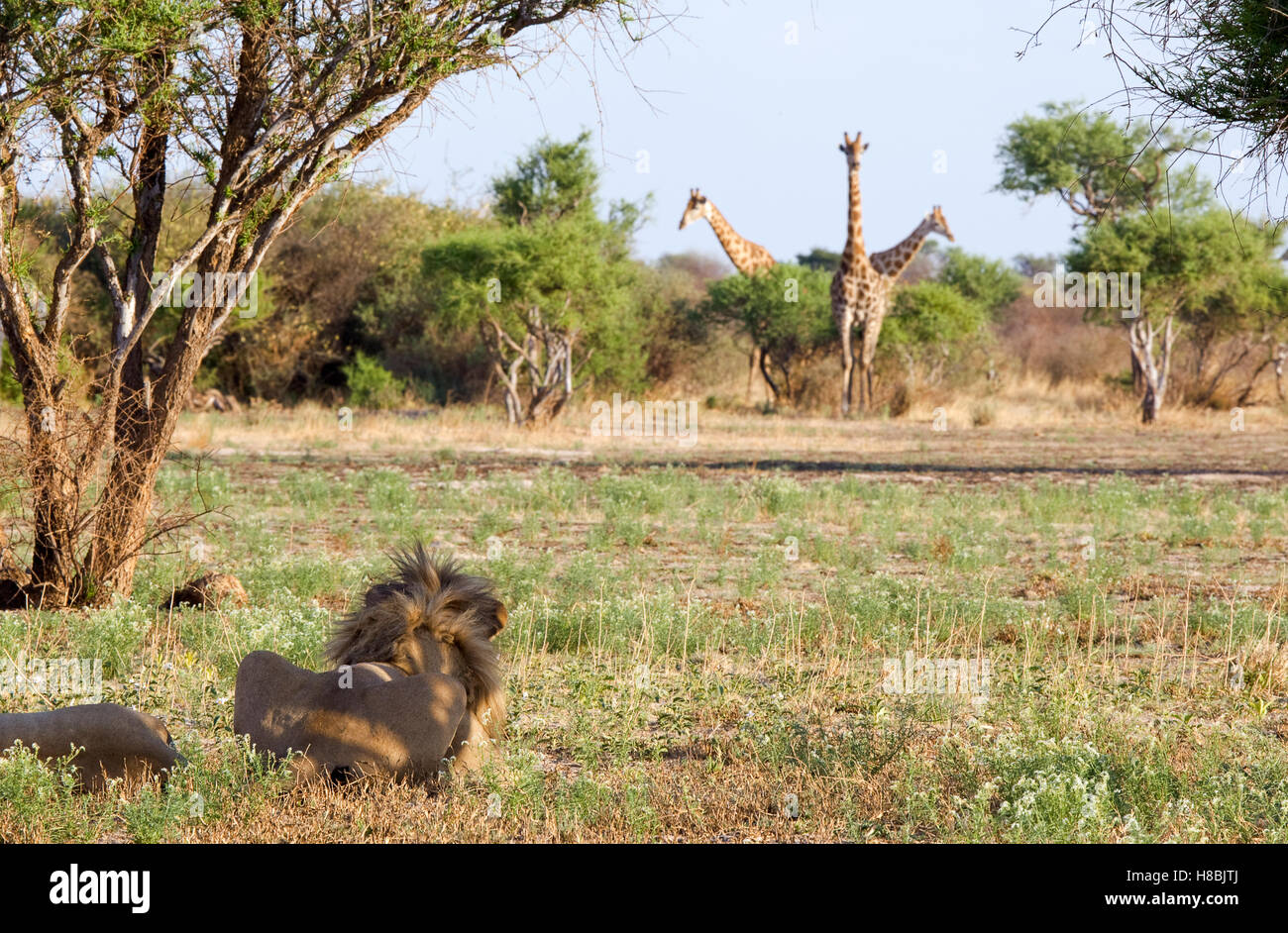 African Lion (Panthera leo) looking at Giraffes (Giraffa camelopardalis ...