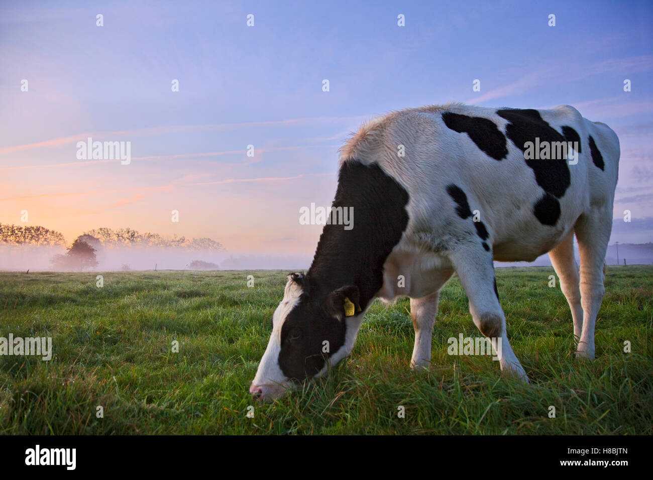 Domestic Cattle (Bos taurus) cow in misty landscape, Ommen, Overijssel ...