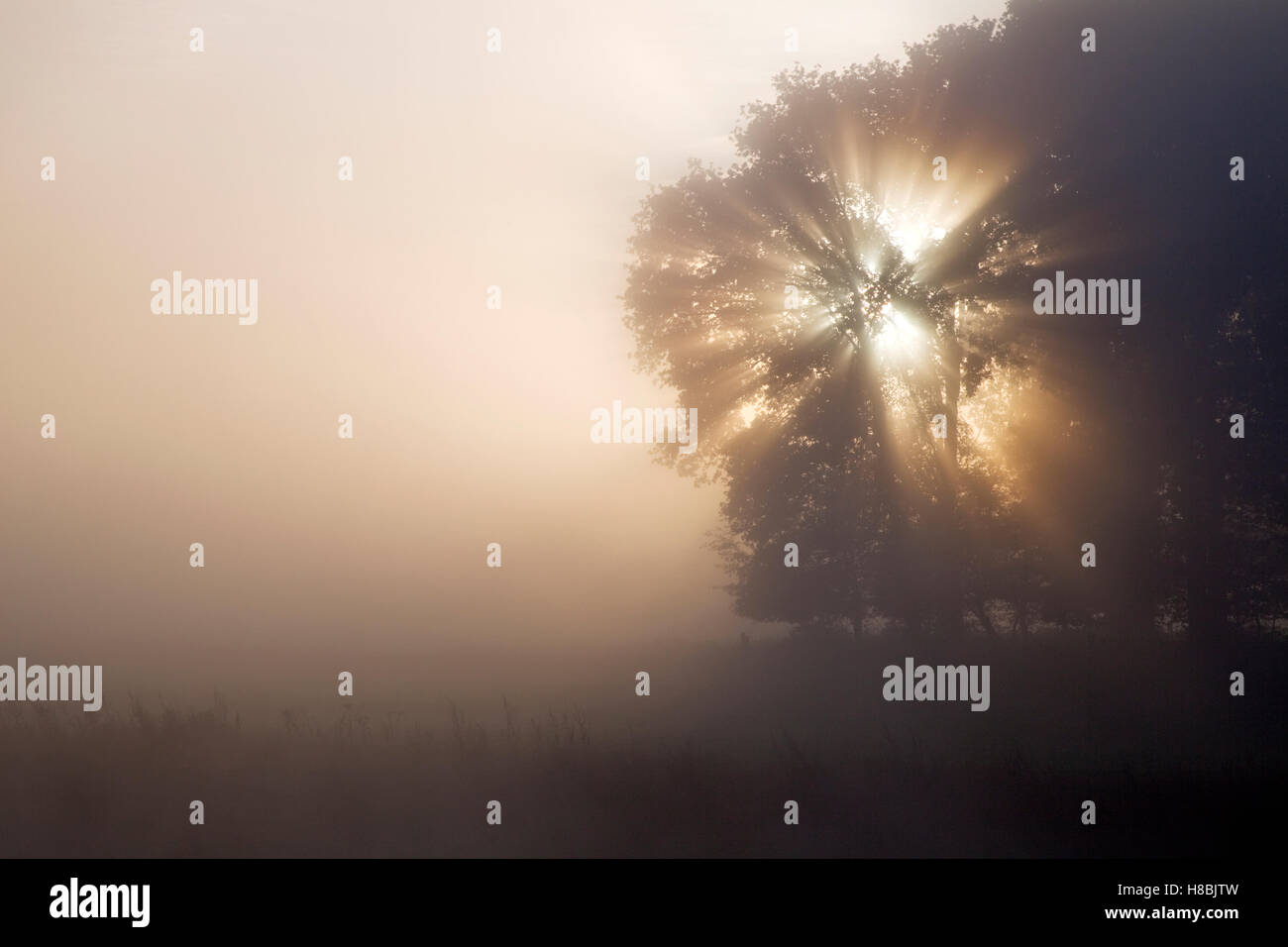 Sun beaming through trees in mist, Junner Koeland Nature Reserve, Ommen ...