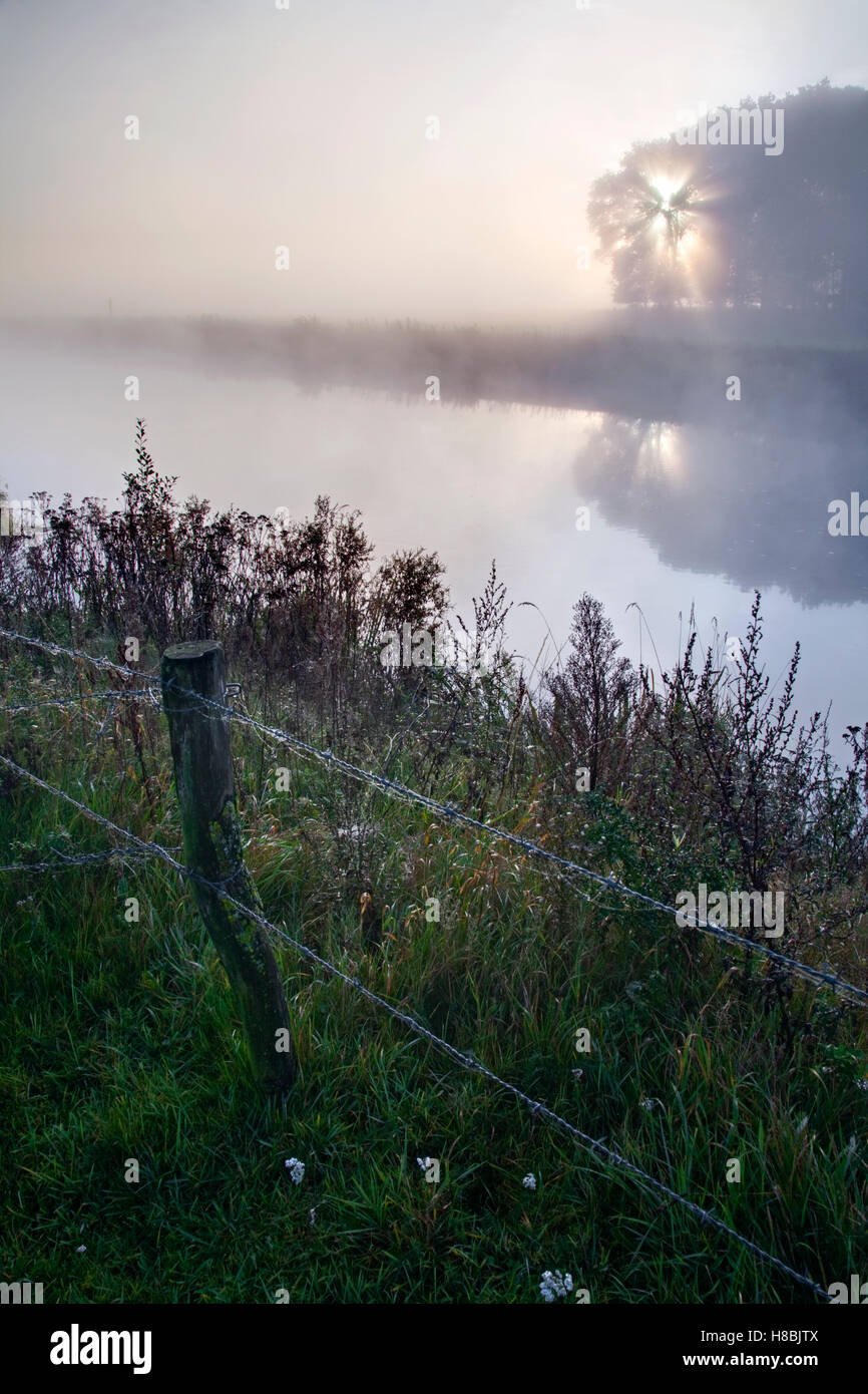 Sun beaming through trees in mist, Junner Koeland Nature Reserve, Ommen ...