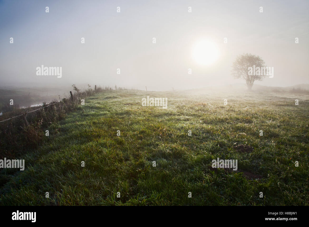 Mist over field at sunrise, Junner Koeland Nature Reserve, Ommen ...