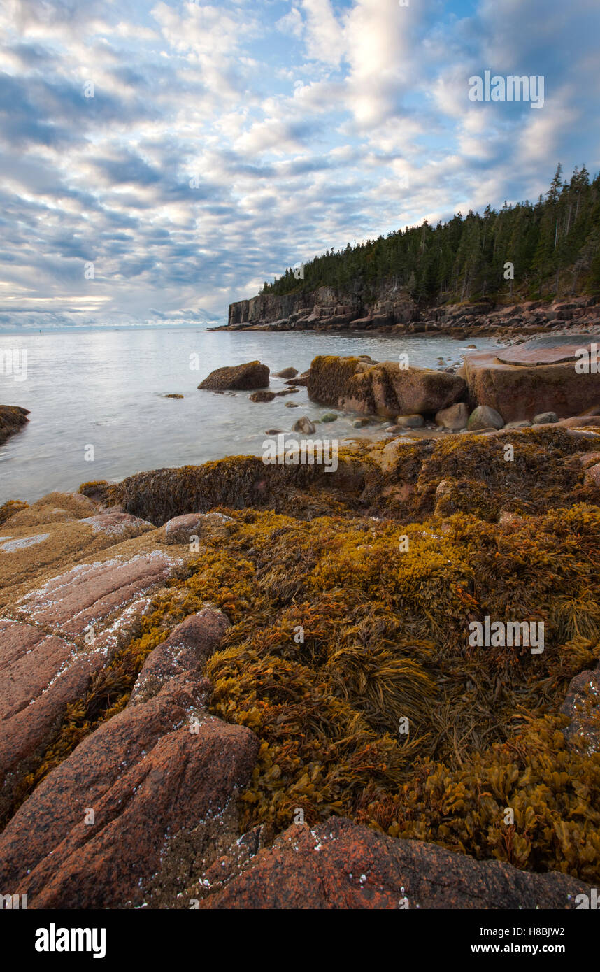 Seaweed-covered rocks at the coast, Acadia National Park, Maine Stock ...