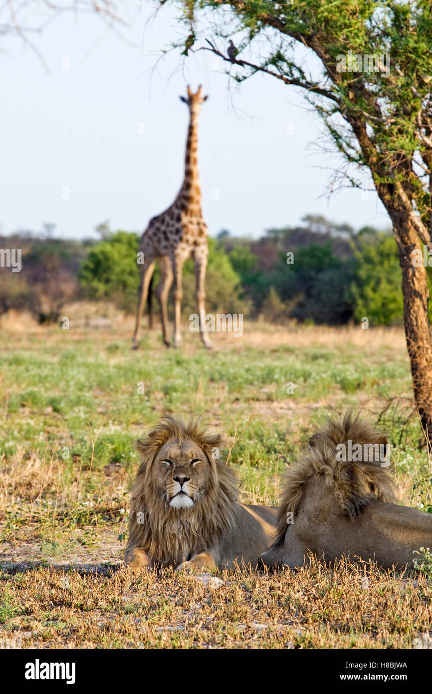 African Lion (Panthera leo) group looking at Giraffes (Giraffa ...