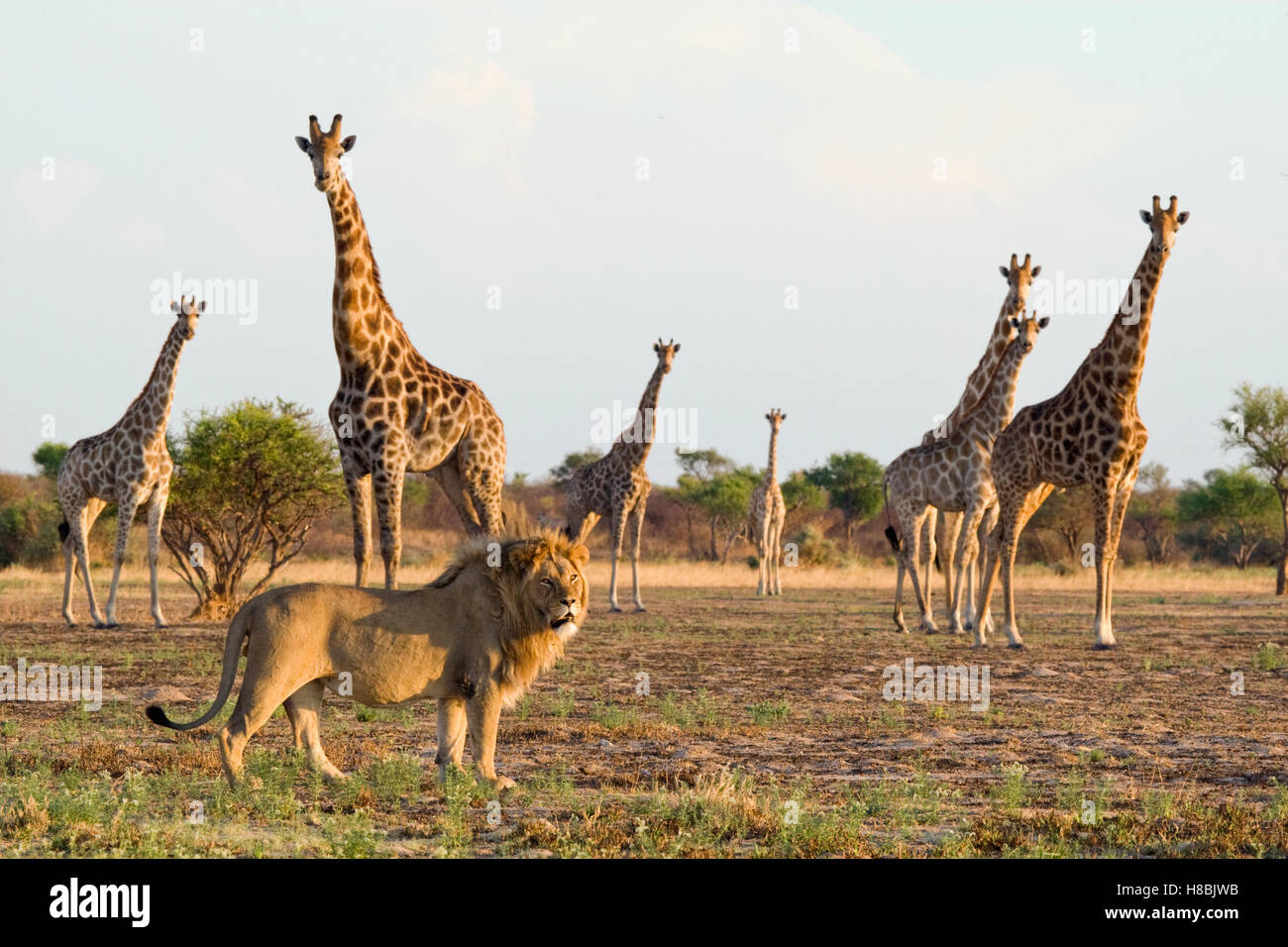 African Lion (Panthera leo) male near herd of Giraffes (Giraffa ...