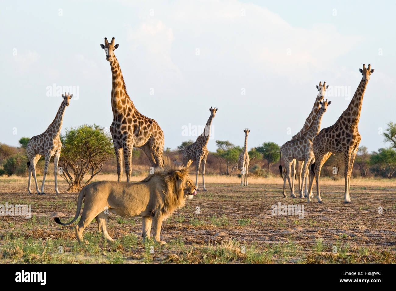 African Lion (Panthera leo) with Giraffes (Giraffa camelopardalis) in ...