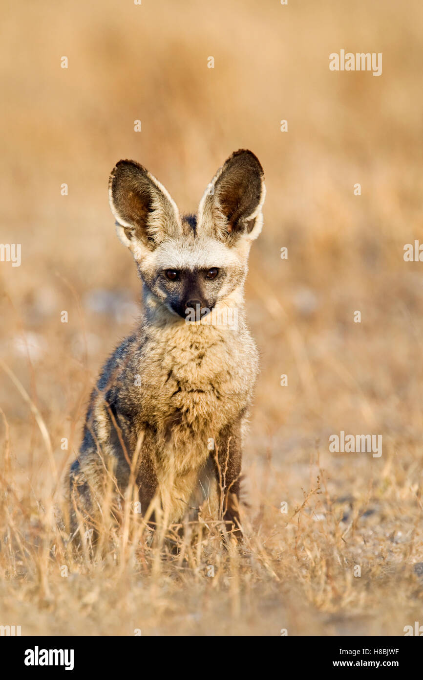 Bat-eared Fox (Otocyon megalotis), Khutse Game Reserve, Botswana Stock ...