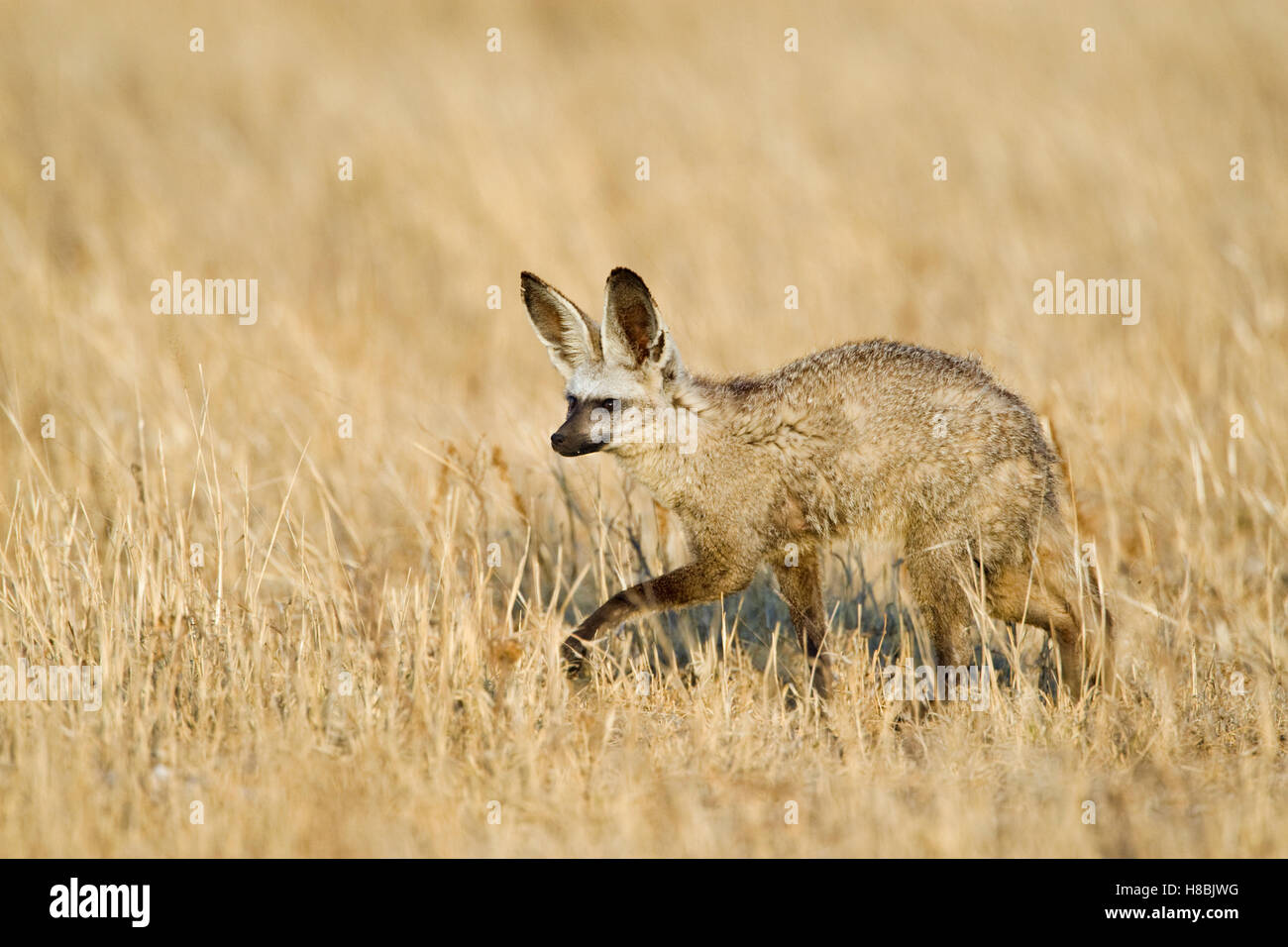 Bat-eared Fox (Otocyon megalotis) walking, Khutse Game Reserve ...